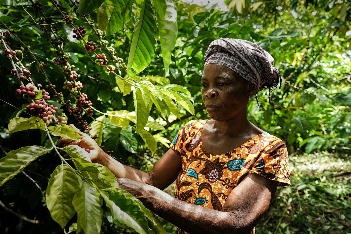 Kawa Moka Ghanaian Coffee Roasters